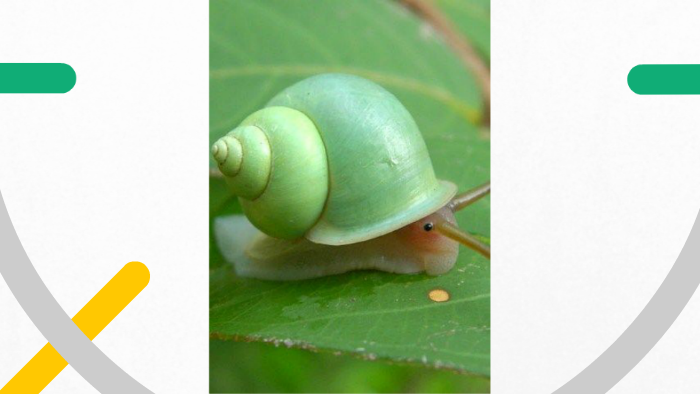 Caparazon de Caracol by Emanuel Bermudez on Prezi