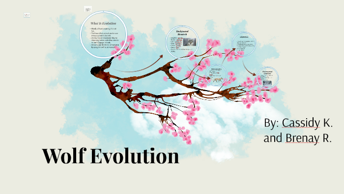 Wolf Evolution by Cassidy Kuhn on Prezi