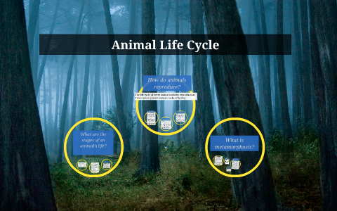 Animal Life Cycle by on Prezi