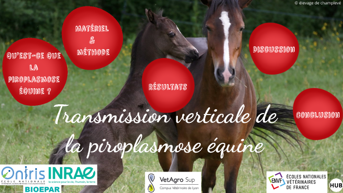 transmission verticale de la piroplasmose équine by emma bourgeois on Prezi