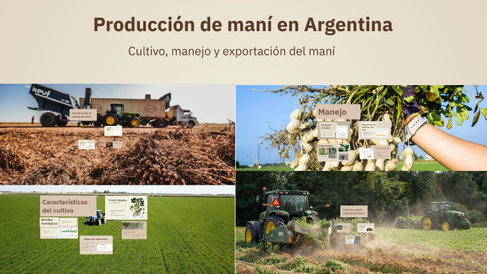 Producción de maní en Argentina by Giuliano Sensini on Prezi