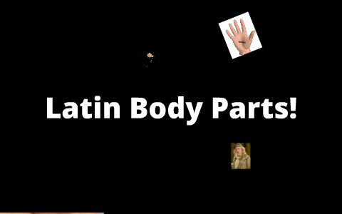 Latin Body Parts by Ben Schneider on Prezi