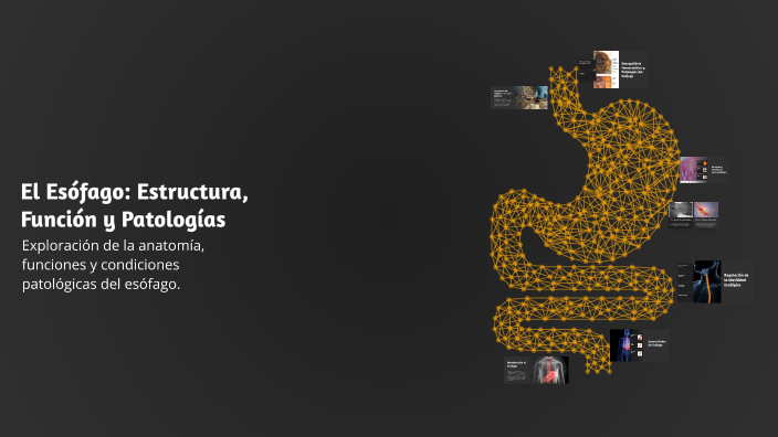 El Esófago: Estructura, Función y Patologías by Ashly Rodríguez on Prezi