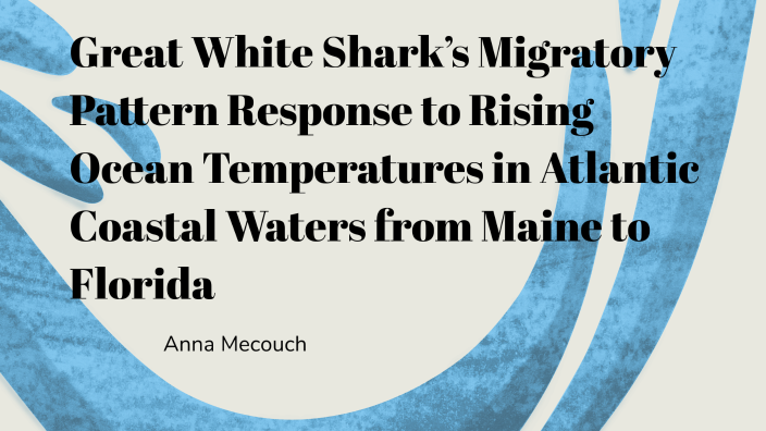 Great White Shark’s Migratory Pattern Response to Rising Ocean ...
