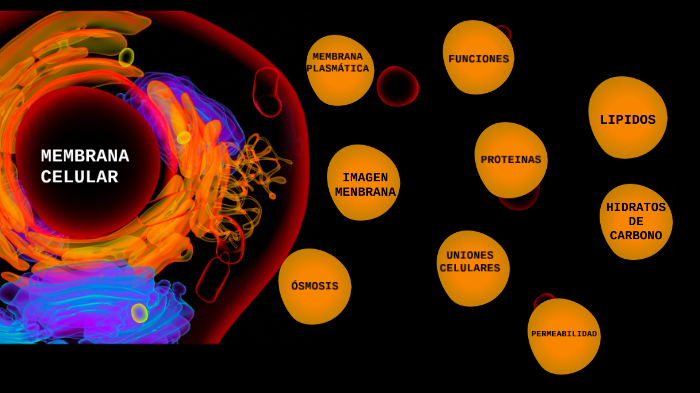 MEMBRANA CELULAR: Composición y Funciones by maria carmona on Prezi