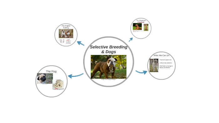 Selective Breeding & Dogs by Trisha Myers on Prezi