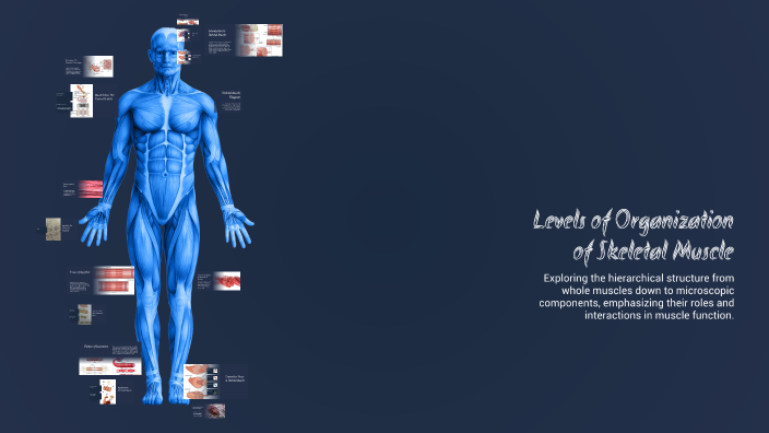 Levels of Organization of Skeletal Muscle by Evangeline Sorensen on Prezi
