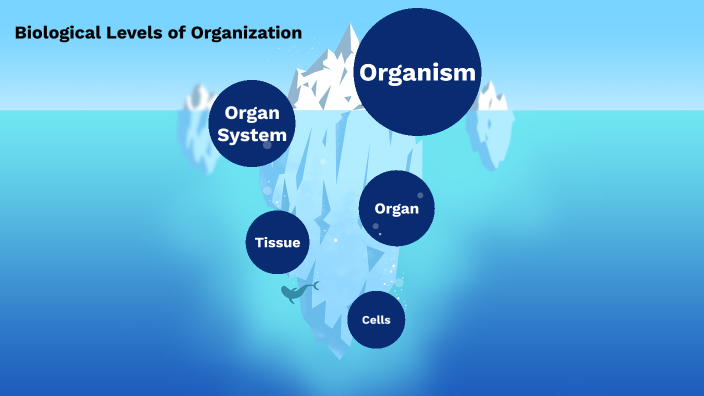 Biological Levels of Organization by Toure Lambert on Prezi