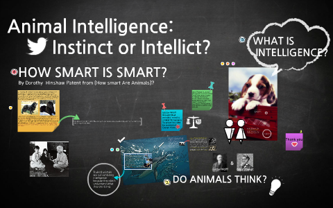 Animal Intelligence: by 윤 권 on Prezi