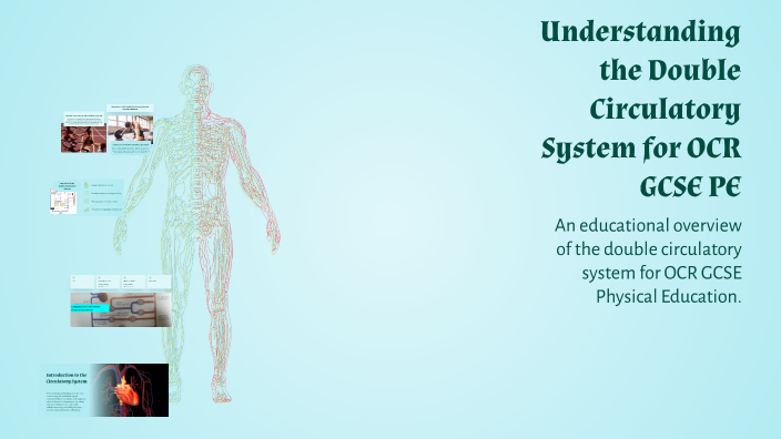 Understanding the Double Circulatory System for OCR GCSE PE by Ollie ...