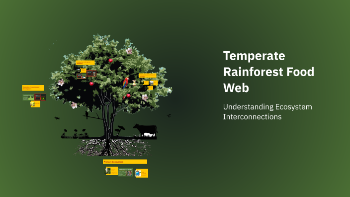 Temperate Rainforest Food Web by dru m on Prezi