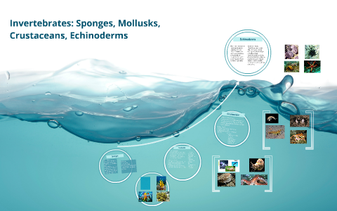Invertebrates: Sponges, Mollusks, Crustaceans, Echinoderms by Sophia ...