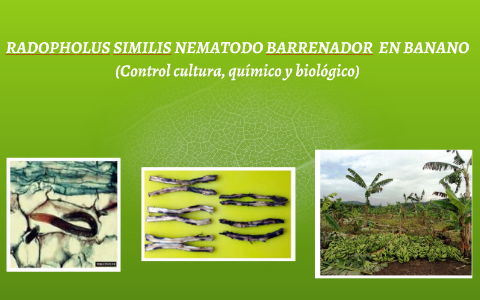 RADOPHOLUS SIMILIS NEMATODO BARRENADOR EN BANANO by maria camila on Prezi