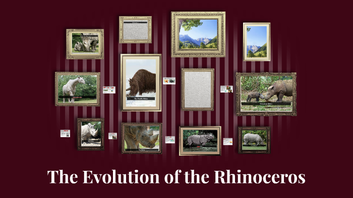 The Evolution of the Rhinoceros by Jennifer Anderson on Prezi