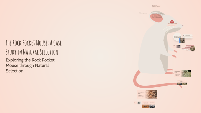The Rock Pocket Mouse: Natural Selection by ALLISON RAMIREZ on Prezi