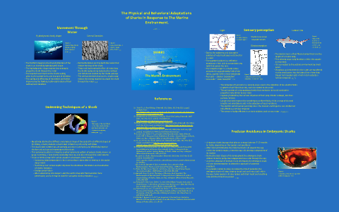 Shark adaptations to the marine environment by Daniel Davies on Prezi
