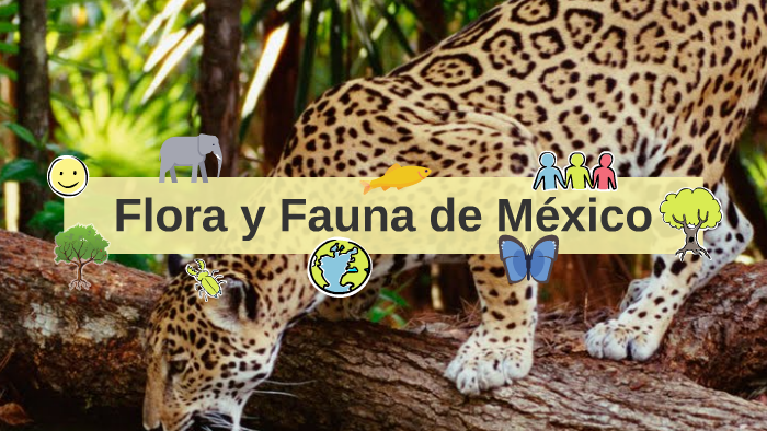 Flora y Fauna de México by Carlo Estrada on Prezi