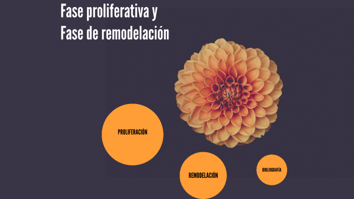 Fase de proliferación by Mar u on Prezi