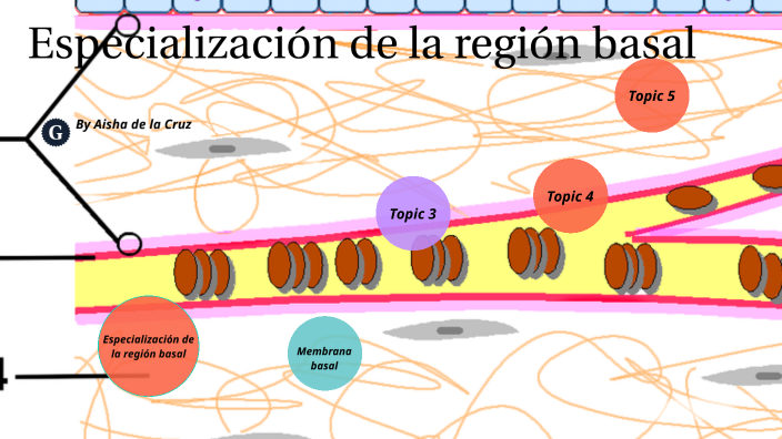 Especialización de la región basal by Aisha De la cruz on Prezi