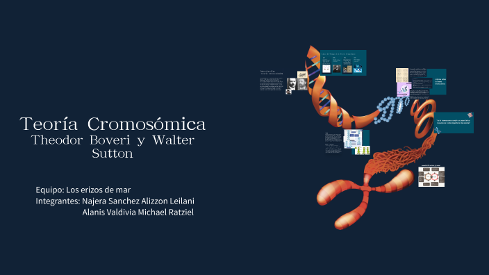 Teoría Cromosómica de Theodor Boveri y Walter Sutton by Allie on Prezi