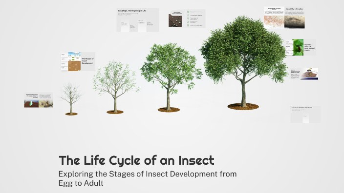The Life Cycle of an Insect by Lorie Ann LEGASPI on Prezi