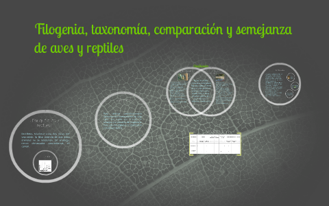 Filogenia, taxonomía y semejanza de aves y reptiles by Cristhisn ...