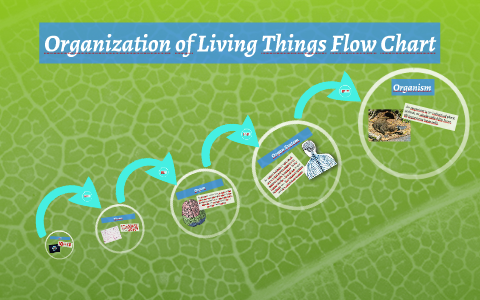 cell flow chart by Emma Rossow on Prezi