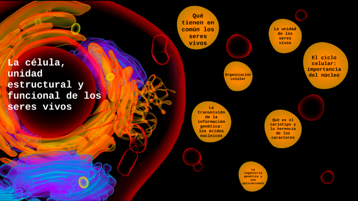 La Célula Unidad Estructural Y Funcional De Los Seres Vivos By Iria