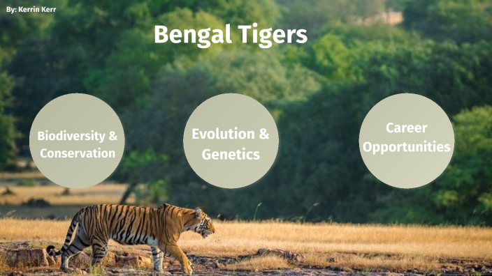 Bengal Tiger Biology by kerrazykerrin . on Prezi