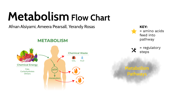 Metabolism Flow Chart by Afnan Alsiyami on Prezi