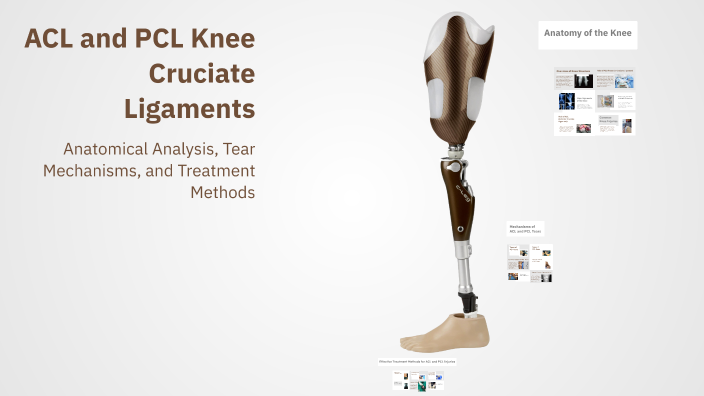 ACL and PCL Knee Cruciate Ligaments by Hossein Hasanvand on Prezi
