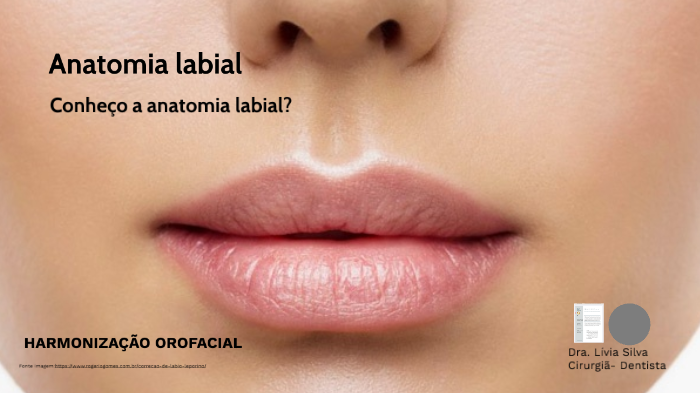 anatomia labial by Livia Silva on Prezi