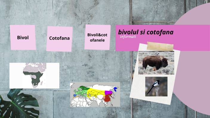bivolul si cotofana by Ariana Elena on Prezi