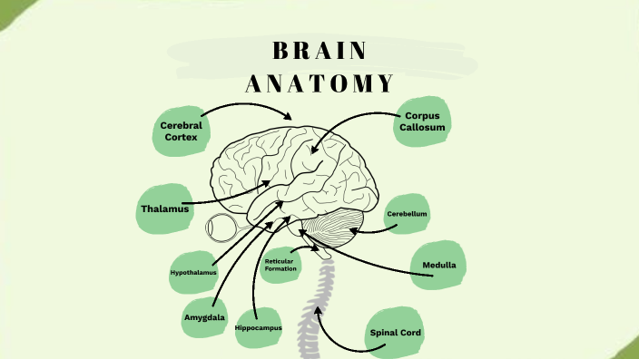 Brain Anatomy by Daysha Bell on Prezi