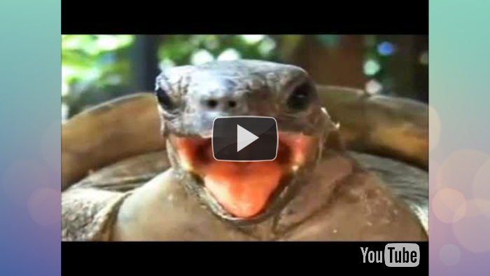 Comunicarea in viata sociala la animale by Ovidiu Surlea on Prezi