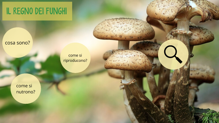 IL REGNO DEI FUNGHI by Brunella Lombardi on Prezi