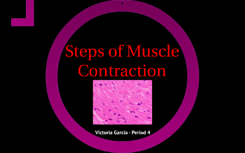 Steps of Muscle Contraction by Victoria Garcia on Prezi