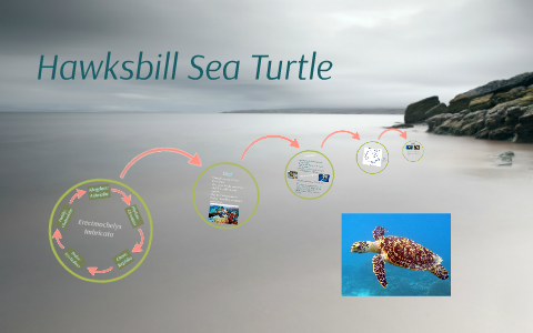 Hawksbill Sea Turtle by on Prezi