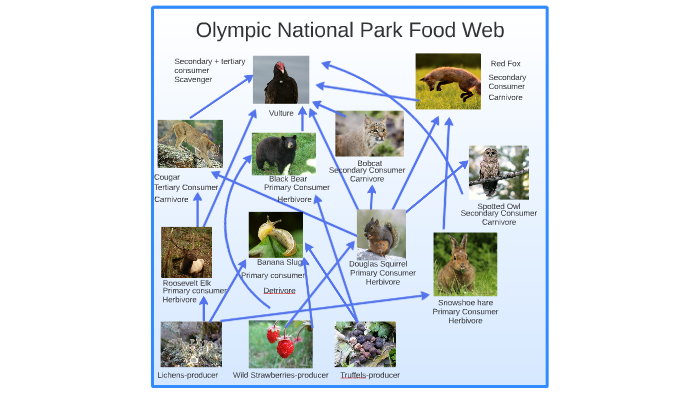 Olympic National Park Food Web by Emma Ferguson on Prezi