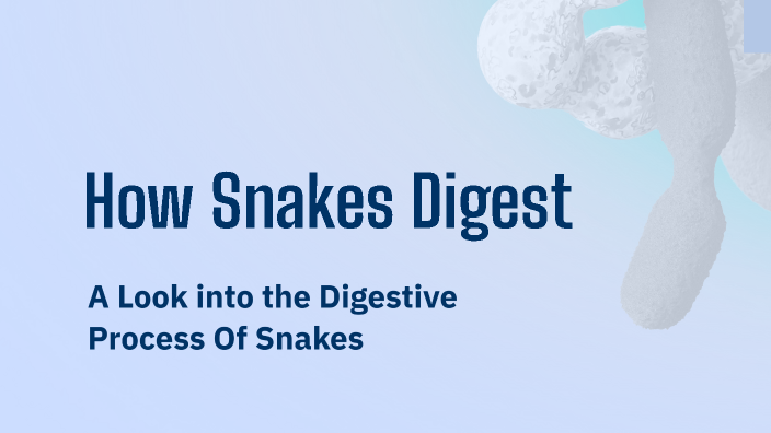 How Snakes Digest: A Deep Dive into Their Feeding Mechanism by Paige ...