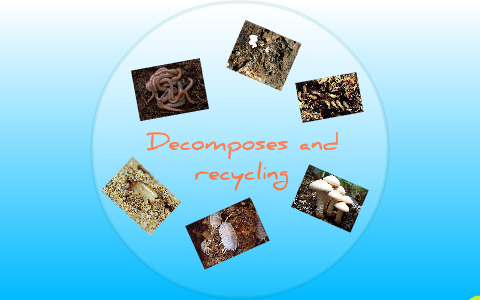 Decomposers and recycling: Biology by Milly Kellyman on Prezi