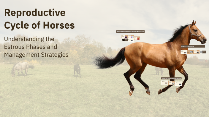 Reproductive Cycle of Horses by Adisyn Johnson on Prezi