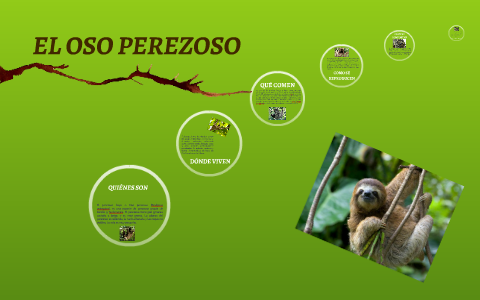 EL OSO PEREZOSO by Evelyn Sánchez on Prezi