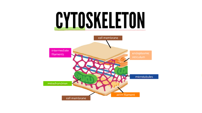 The Cytoskeleton: Structure and Function by Macy Meldrum on Prezi