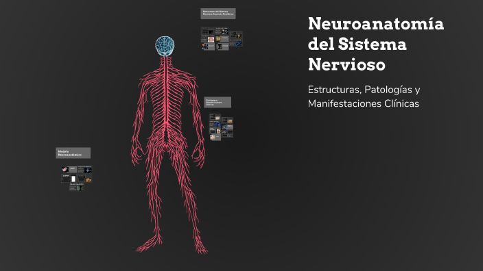 Neuroanatomía del Sistema Nervioso by Juana Merchan on Prezi