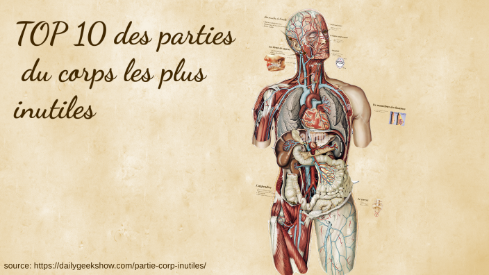 top 10 des parties les plus inutiles du corp humain by thibault dupagne ...