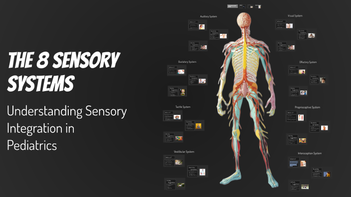 The 8 Sensory Systems by Rose Johnson on Prezi