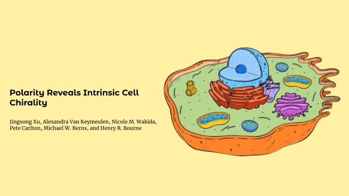 Polarity Reveals Intrinsic Cell Chirality: A Journal Club Presentation ...