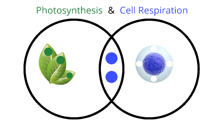 Photosynthesis Vs. Cell Respiration by Avery Hopp on Prezi