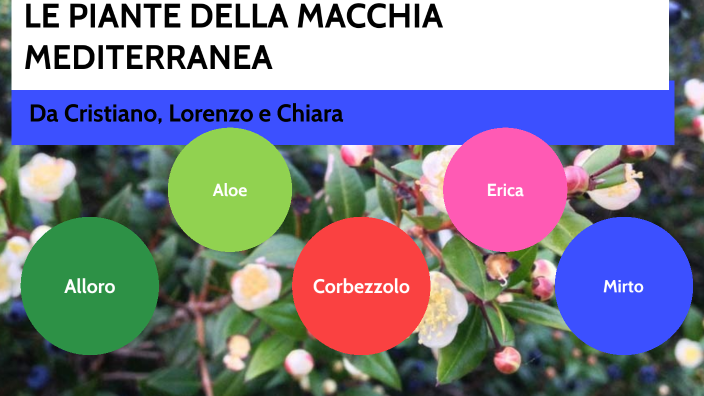 LE PIANTE DELLA MACCHIA MEDITERRANEA by BUSCEMI CHIARA on Prezi